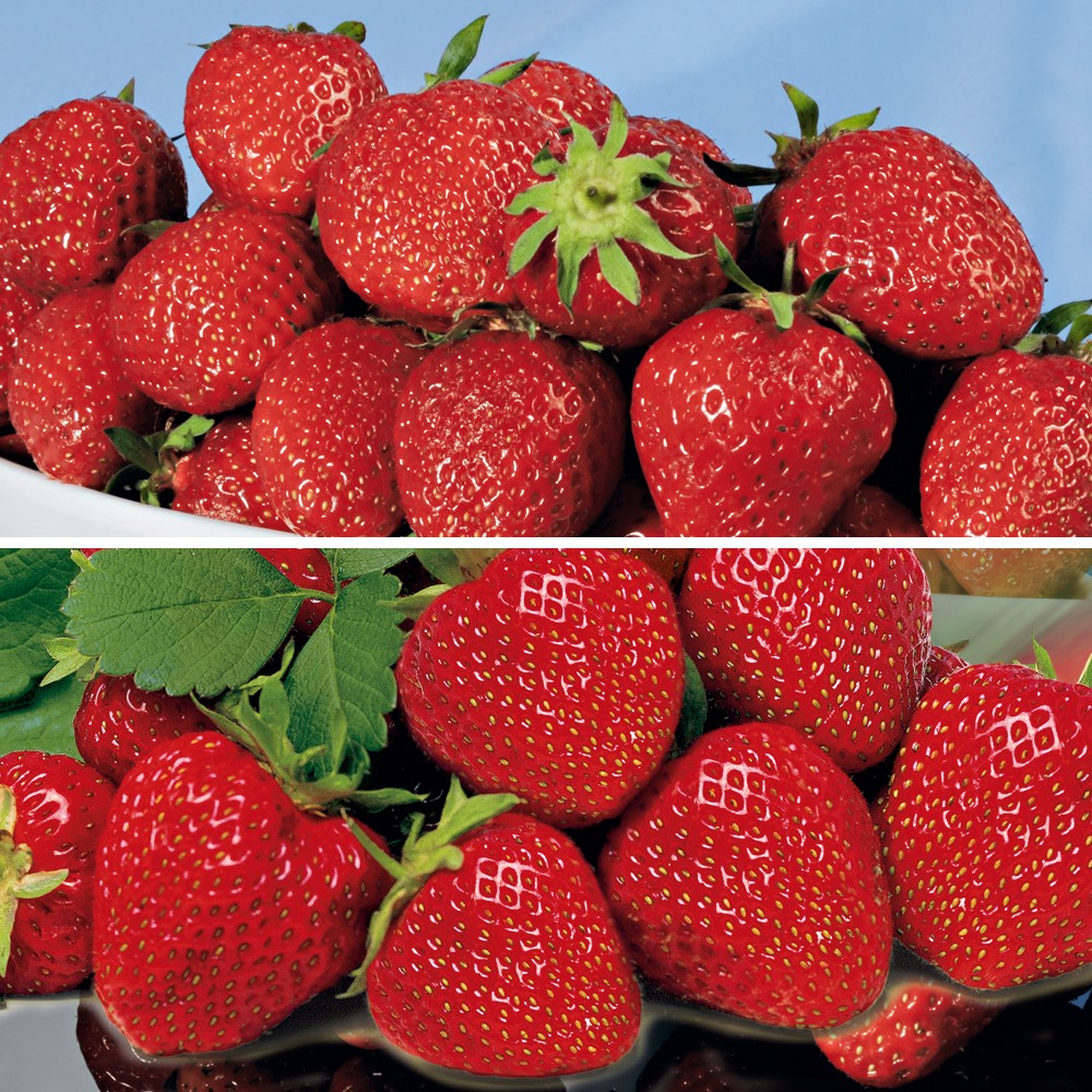 5 Lambada + 5 Symphony | Jahody | Ovocné a úžitkové rastliny | Sieberz ...